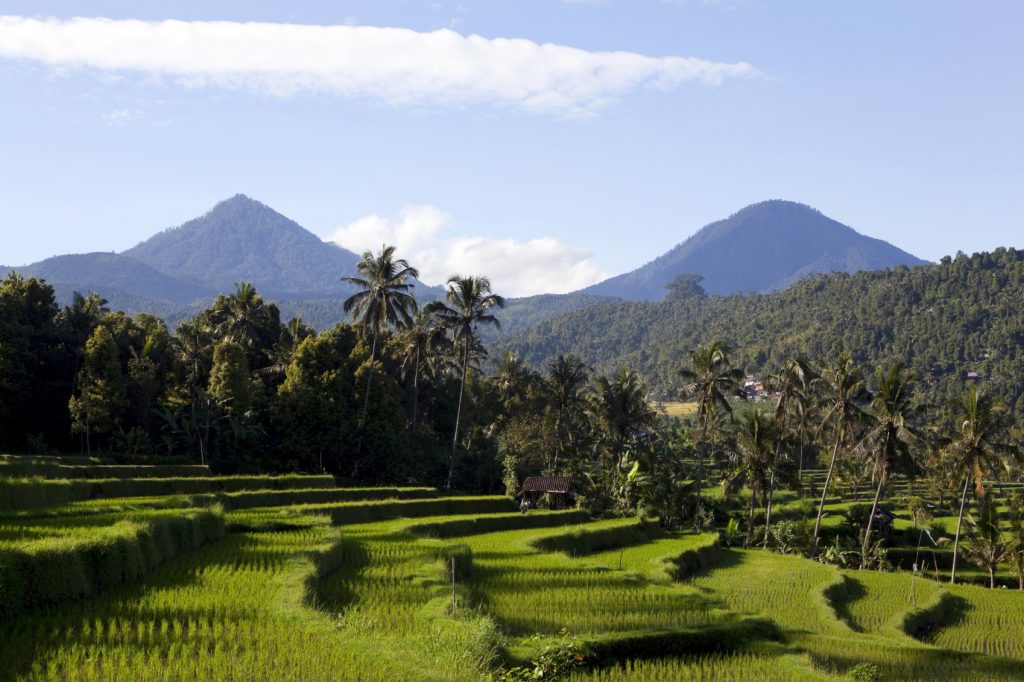 terraced paddy bali - EXO Travel Blog