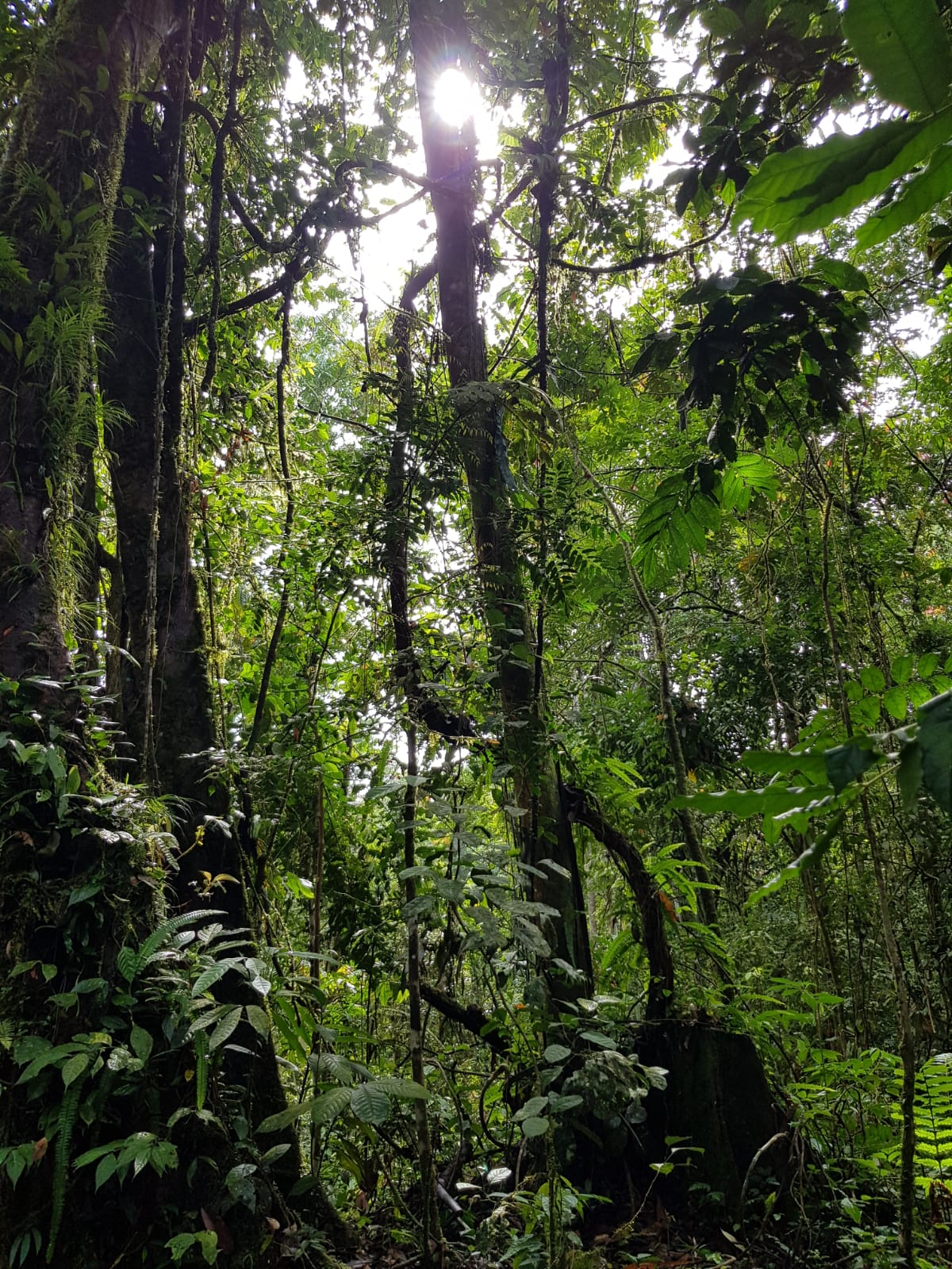 Sustainable Elephant Tourism in Tangkahan, North Sumatra, Indonesia ...