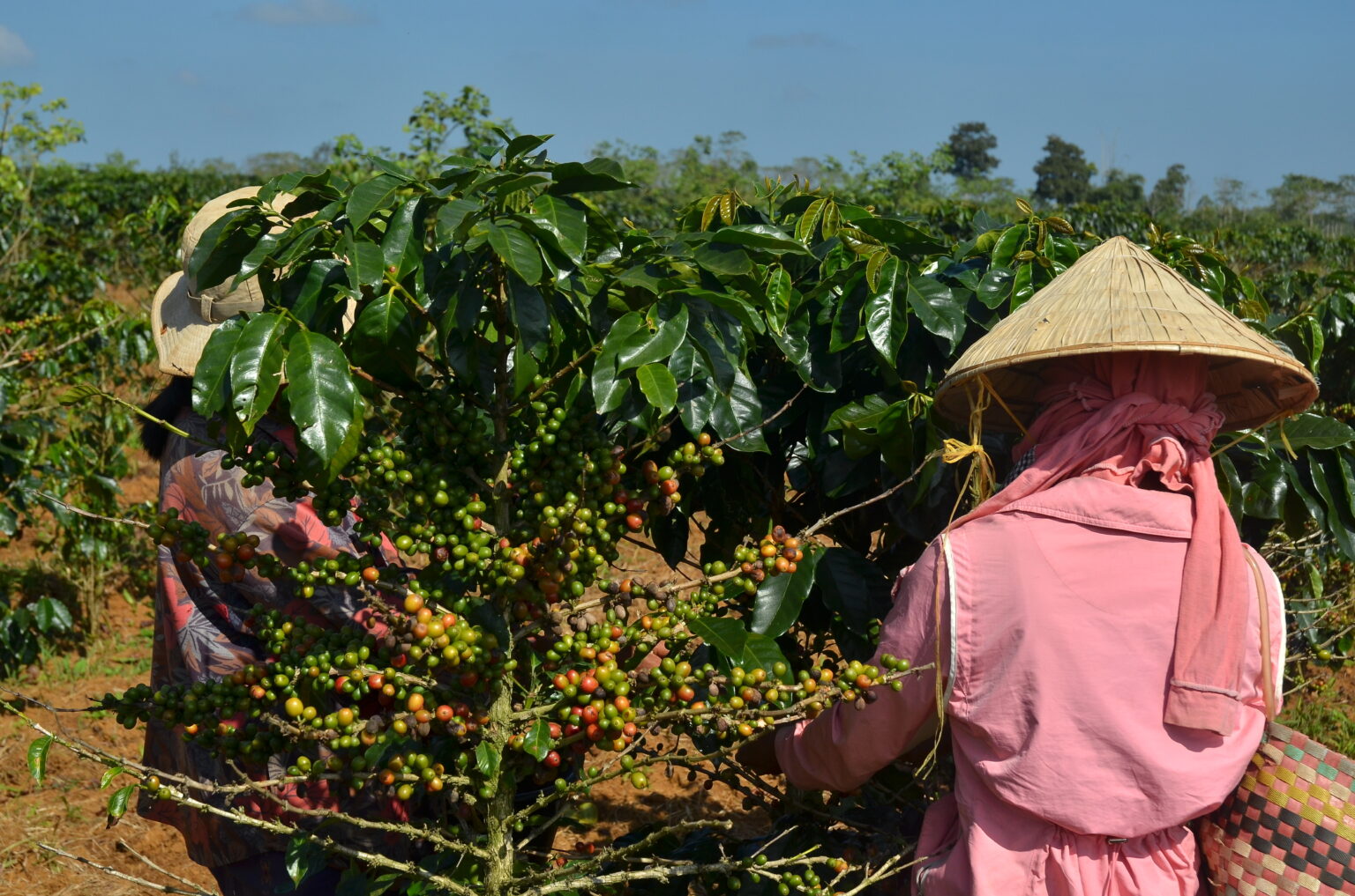 Spilling the Beans on Asia’s Coffee - EXO Travel Blog