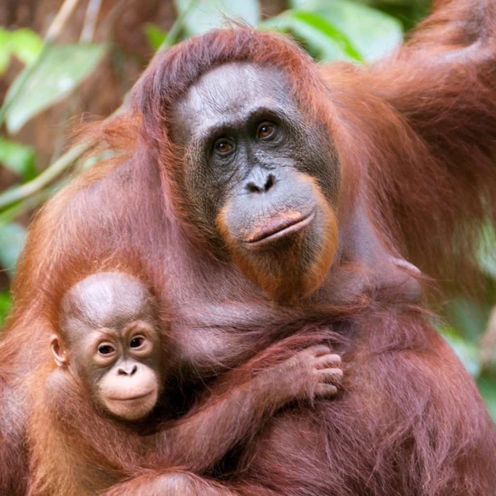 IG Animals - EXO Travel Blog