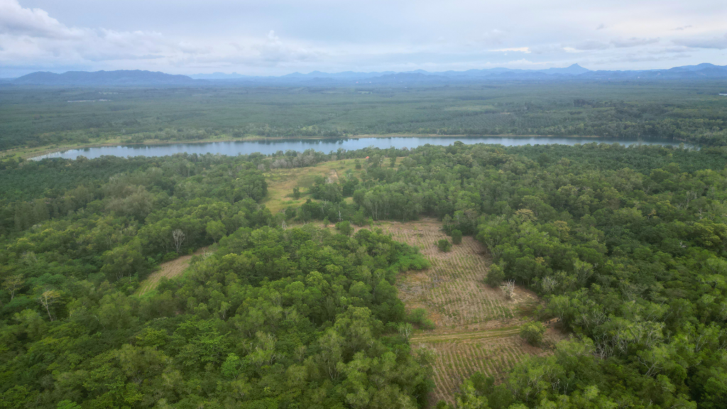 EXO Forest: Growing a greener future with Click-A-Tree - EXO Travel Blog