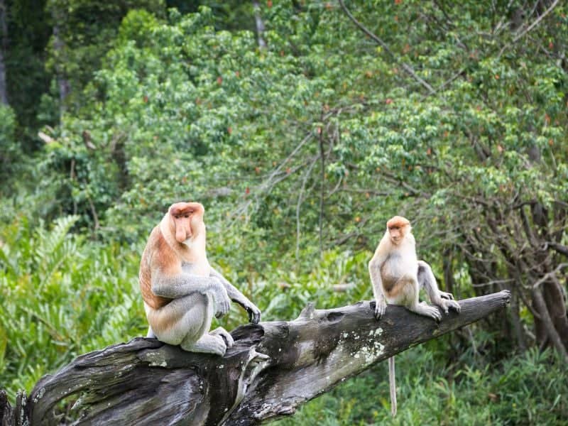 Proboscis & Fireflies Cruise experience day trip - EXO Travel