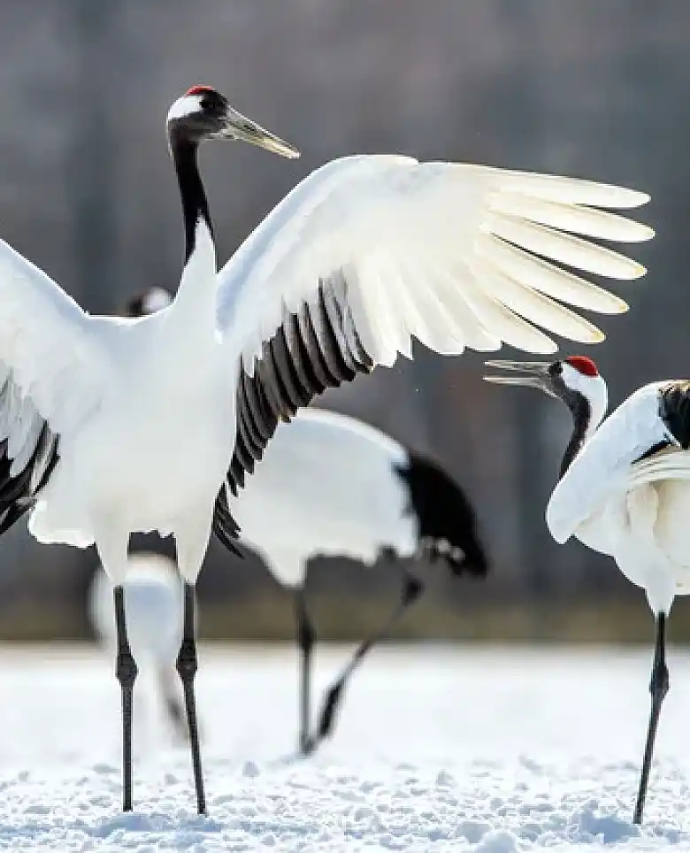 EXO | Incredible Journeys in Destinations Throughout Asia